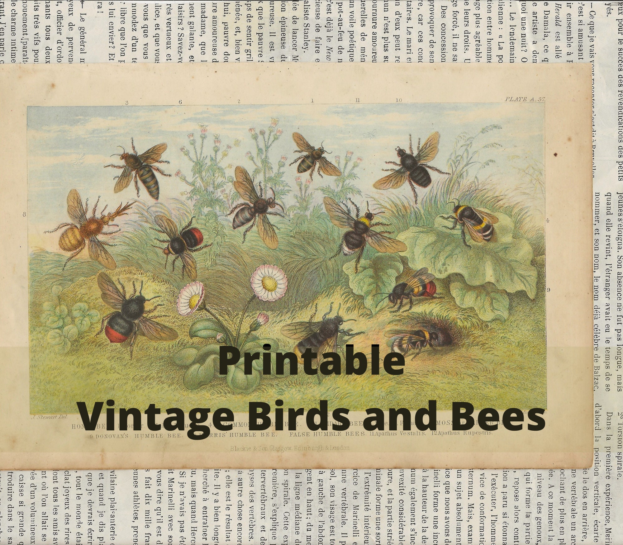Vintage Birds and Bees Printables Digital, Insects, Hummingbirds ...