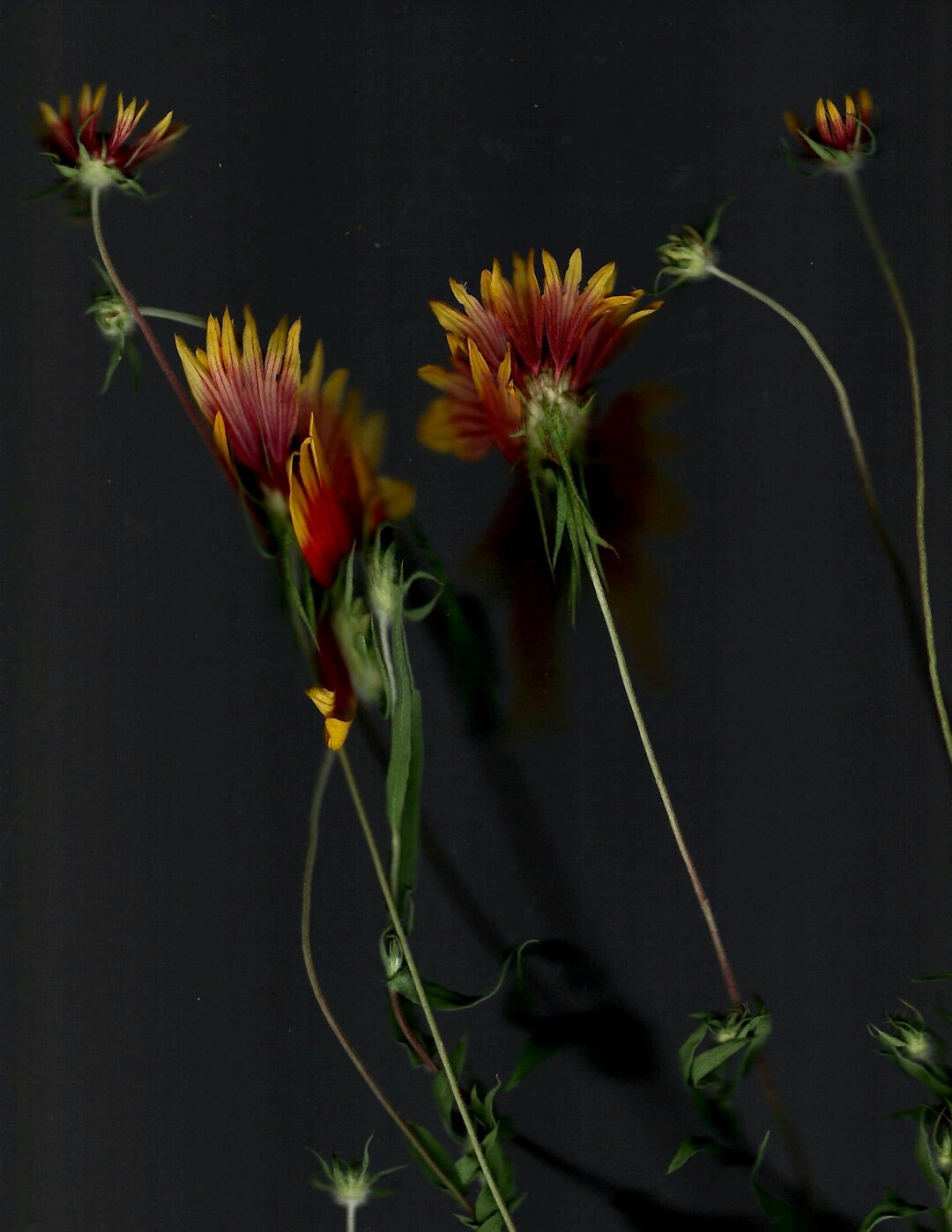 Original Floral Print - Indian Paintbrush 8” by 11” Quality Matte Paper ...