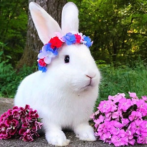 CUSTOM Flower Crown for Pets & Humans - All Colors and Sizes - Etsy