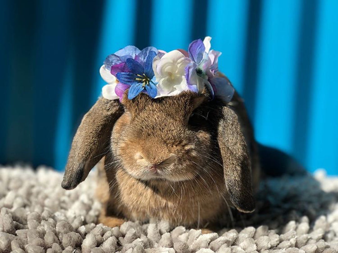 CUSTOM Flower Crown for Pets & Humans - All Colors and Sizes - Etsy