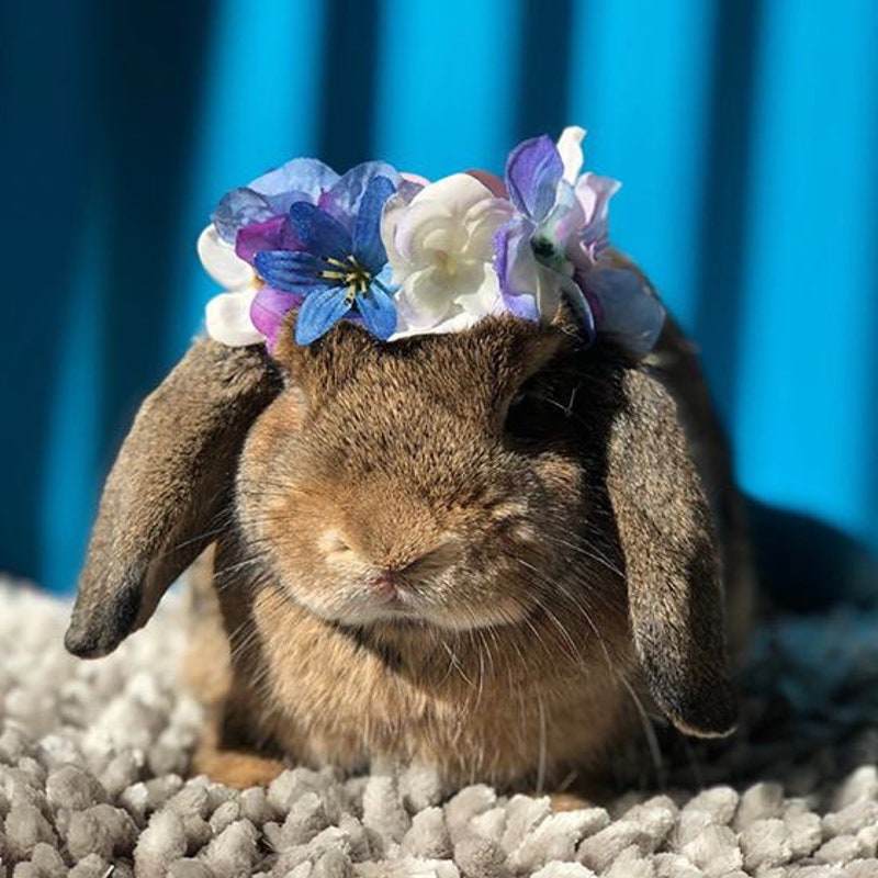 Rabbit and Crown - Etsy