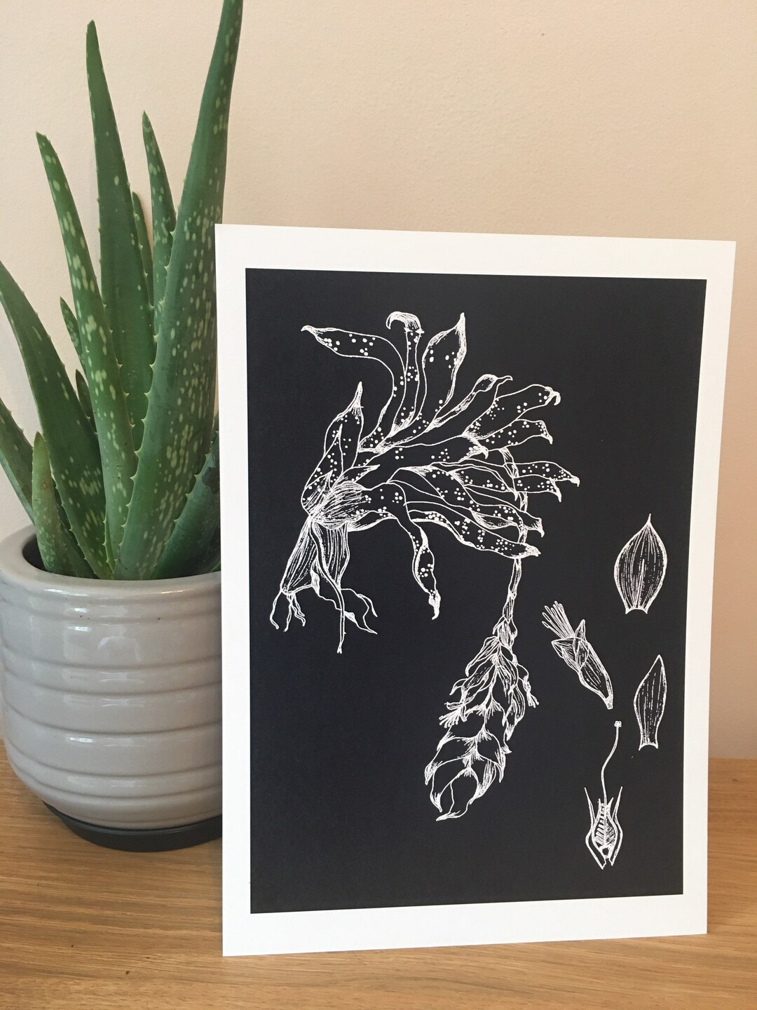Bromeliad Print Art Drawing Lines Floral Tropical - Etsy