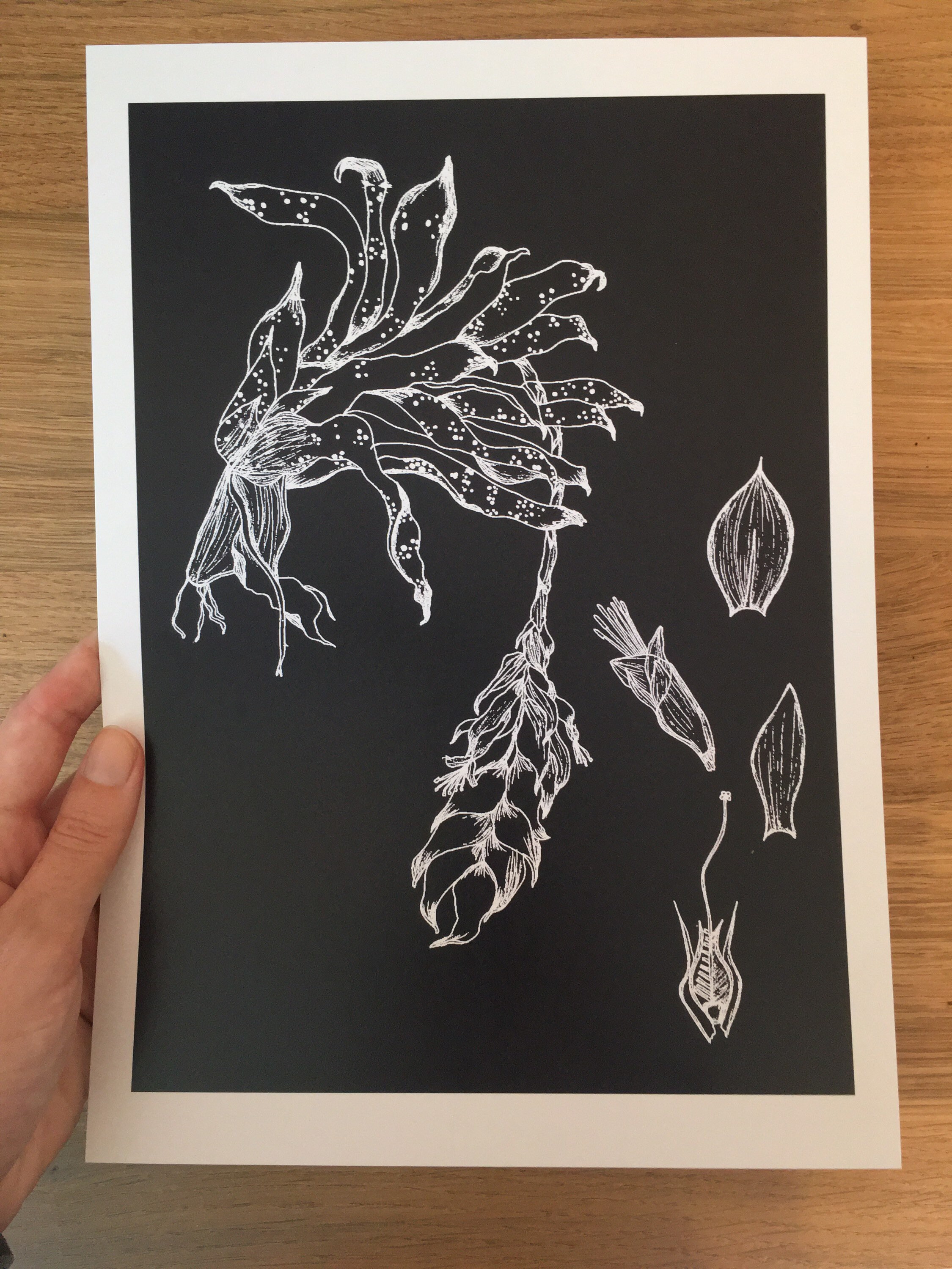 Bromeliad Print Art Drawing Lines Floral Tropical - Etsy