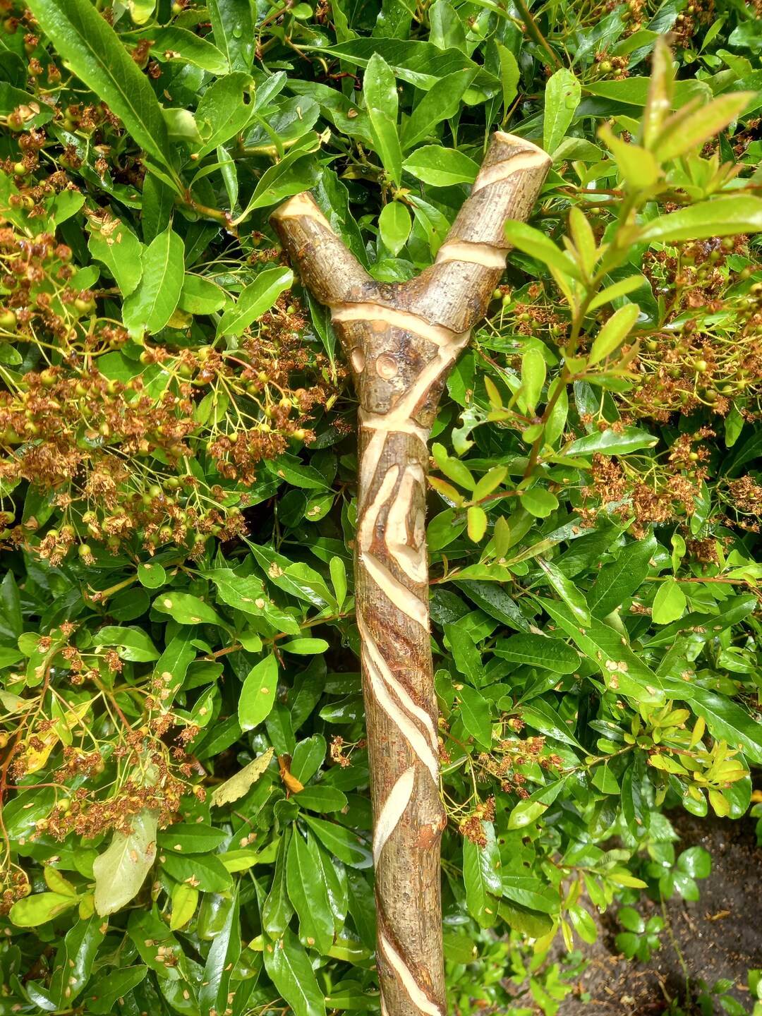 Forked Top Hiking Staff, Twisted Birch - Etsy