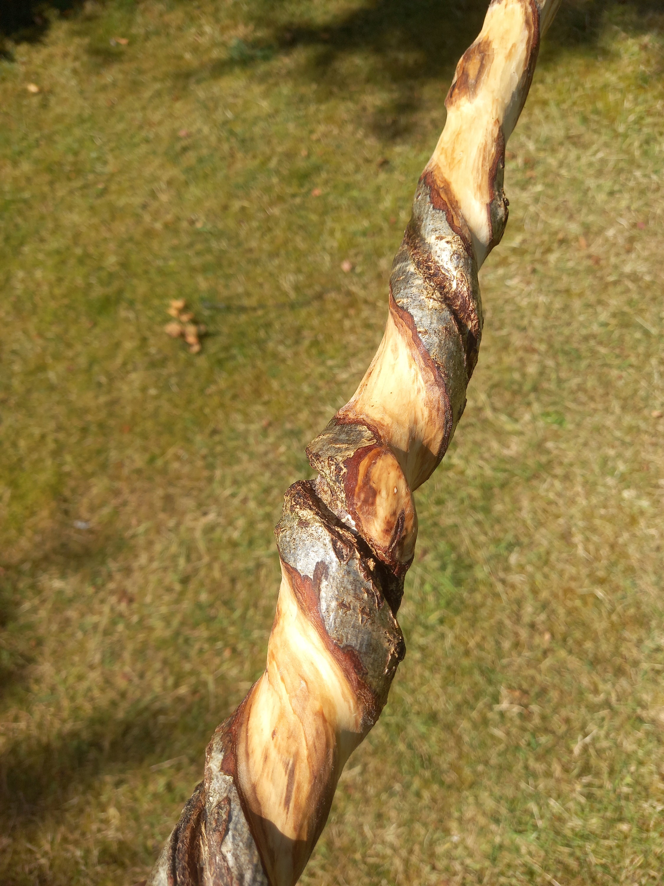 Multi Twsted Hazel Hiking Staff/ Ceremonial Staff - Etsy