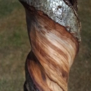Multi Twsted Hazel Hiking Staff/ Ceremonial Staff - Etsy