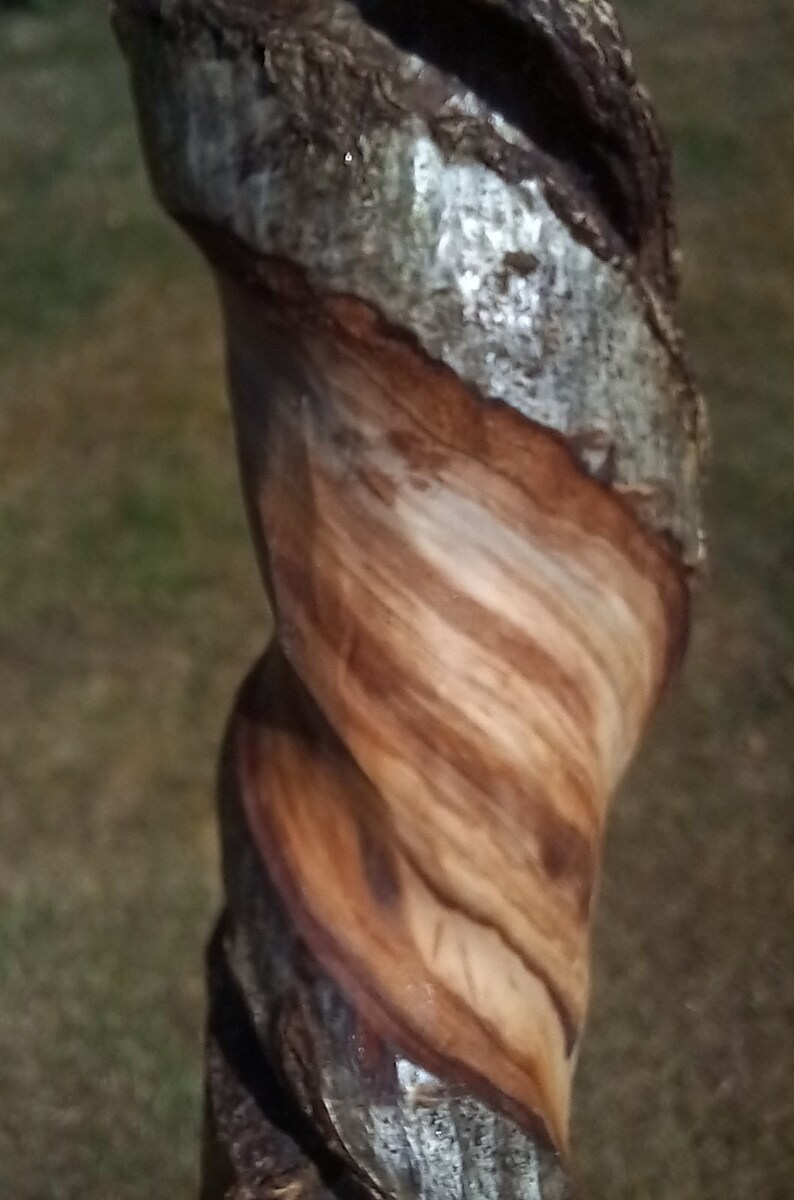 Multi Twsted Hazel Hiking Staff/ Ceremonial Staff - Etsy