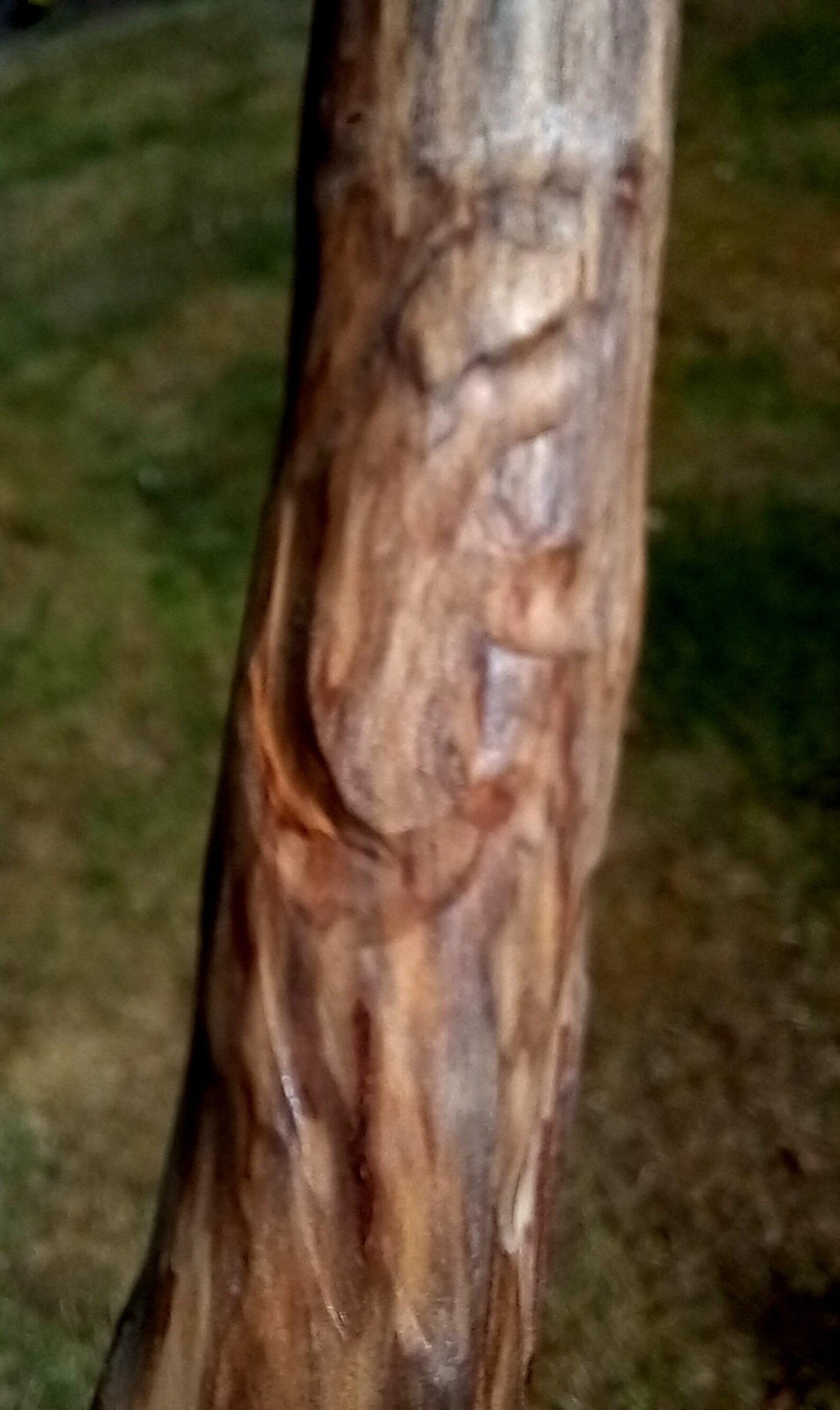 Multi Twsted Hazel Hiking Staff/ Ceremonial Staff - Etsy
