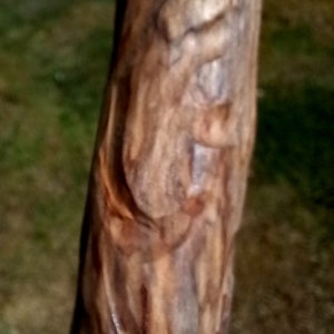 Multi Twsted Hazel Hiking Staff/ Ceremonial Staff - Etsy