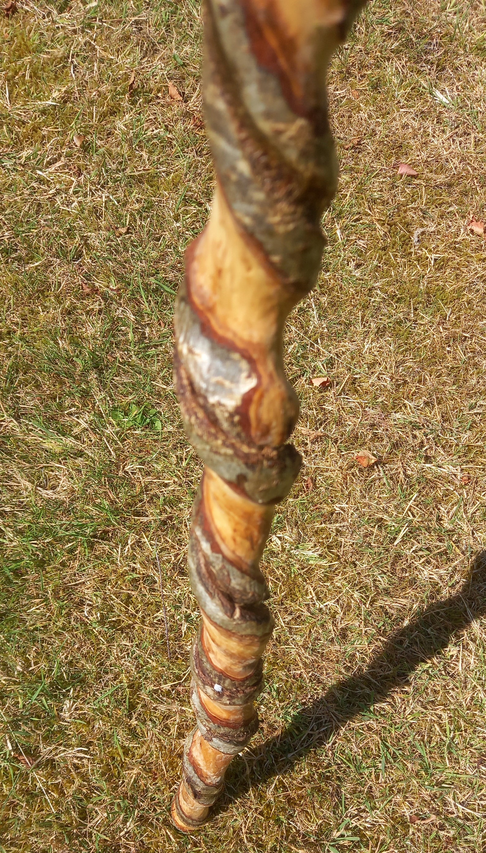 Multi Twsted Hazel Hiking Staff/ Ceremonial Staff - Etsy