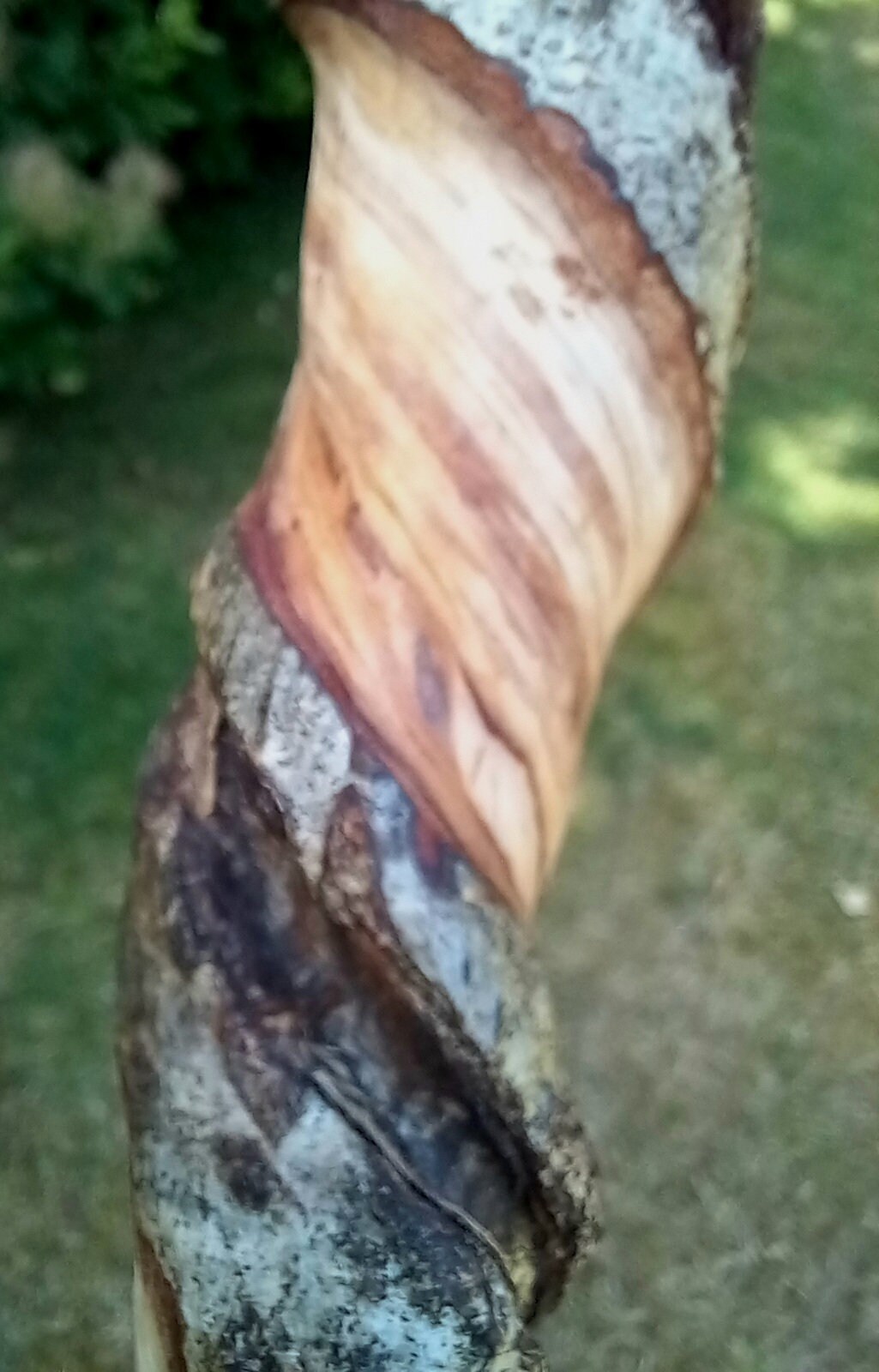 Multi Twsted Hazel Hiking Staff/ Ceremonial Staff - Etsy