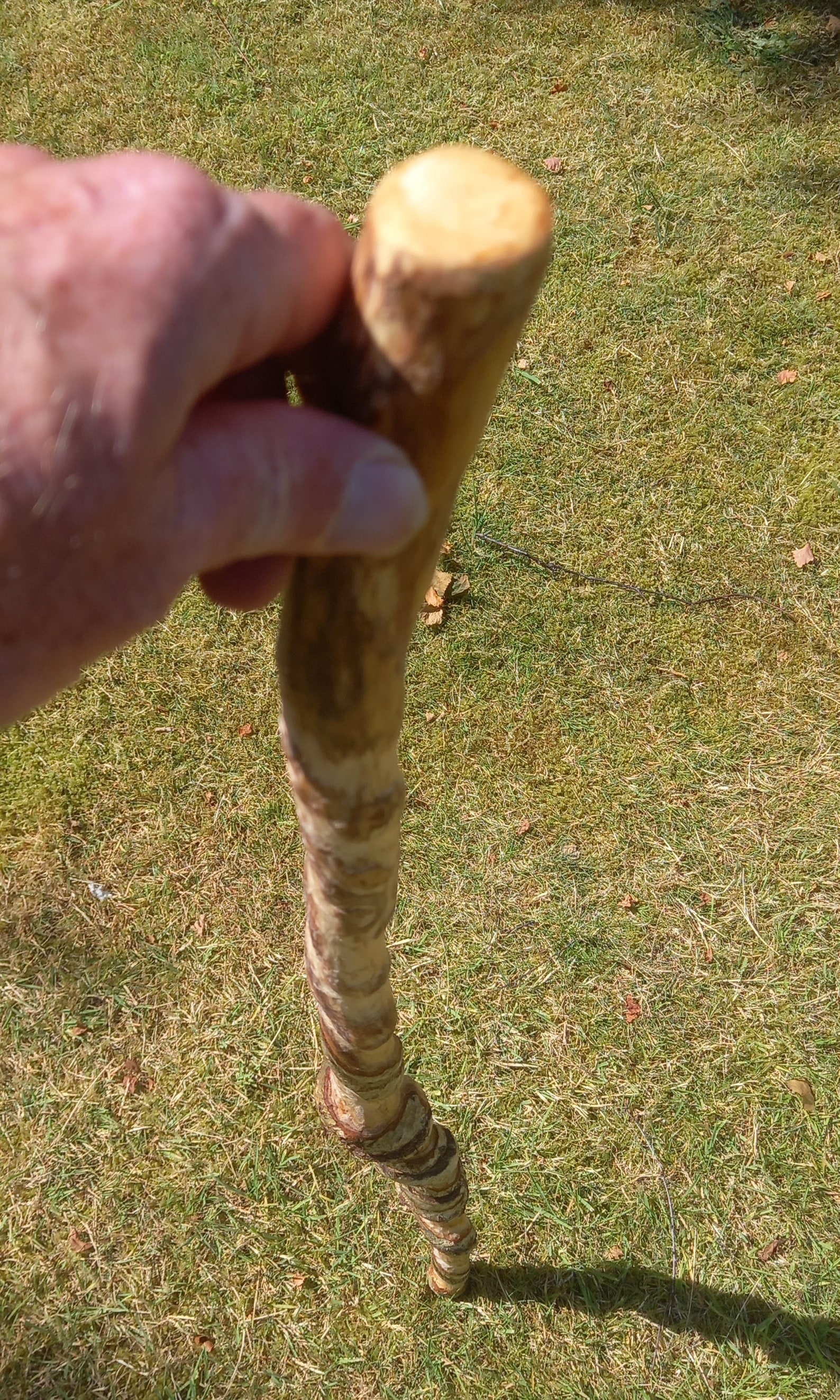 Multi Twsted Hazel Hiking Staff/ Ceremonial Staff - Etsy
