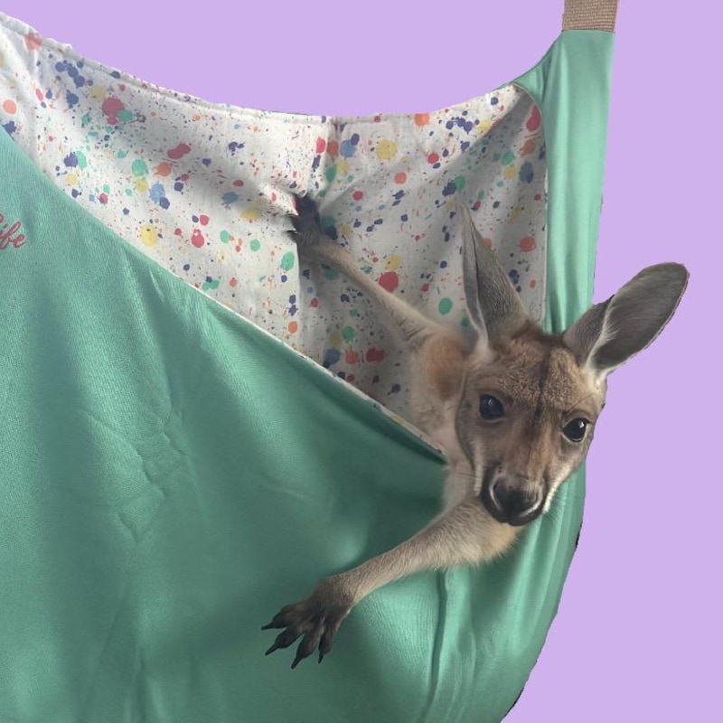 Kangaroo - Etsy