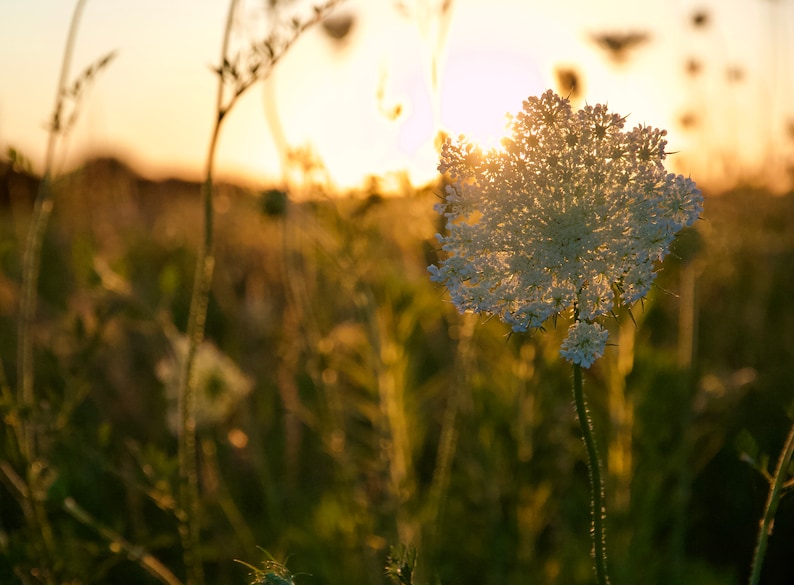 Wildflower Field Sunset Set - Etsy