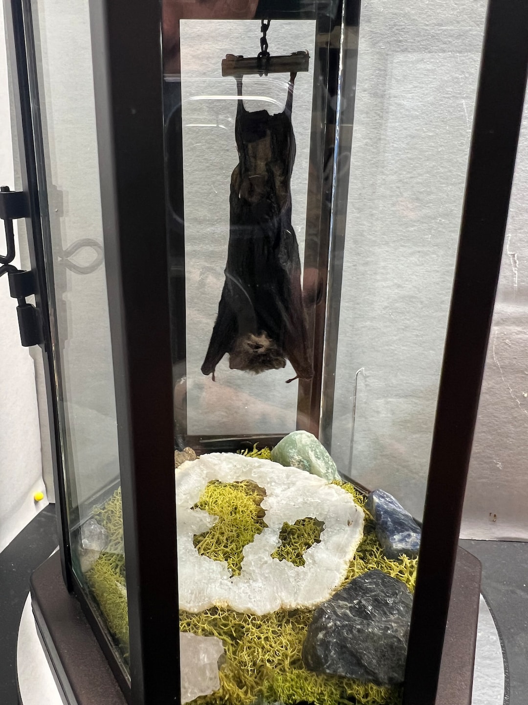 Light up Bat Lantern real Bat - Etsy