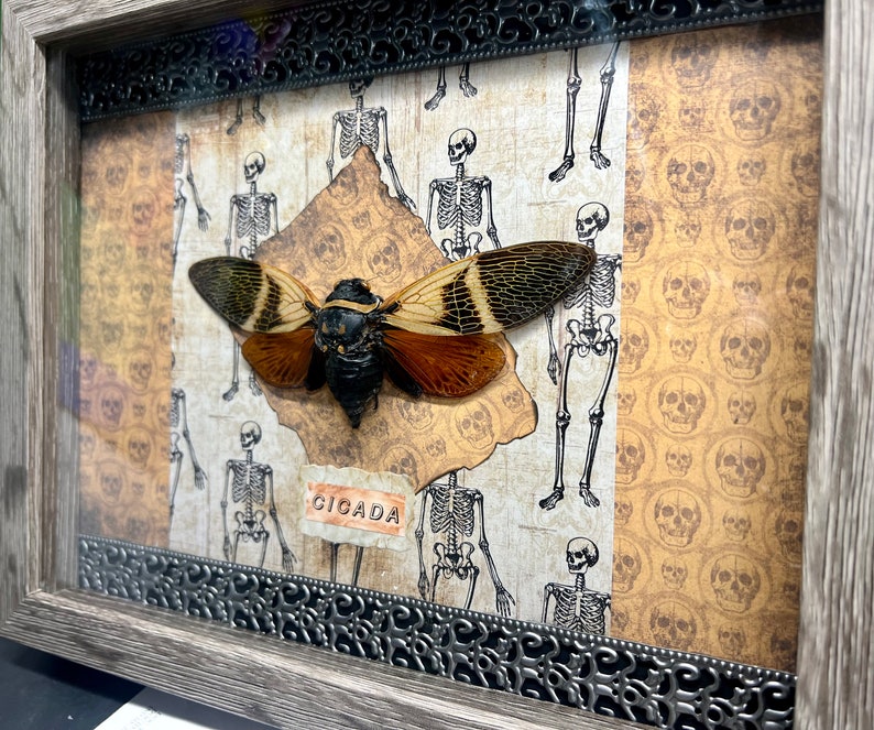 Cicada Shadow Box 8”x10” - Etsy