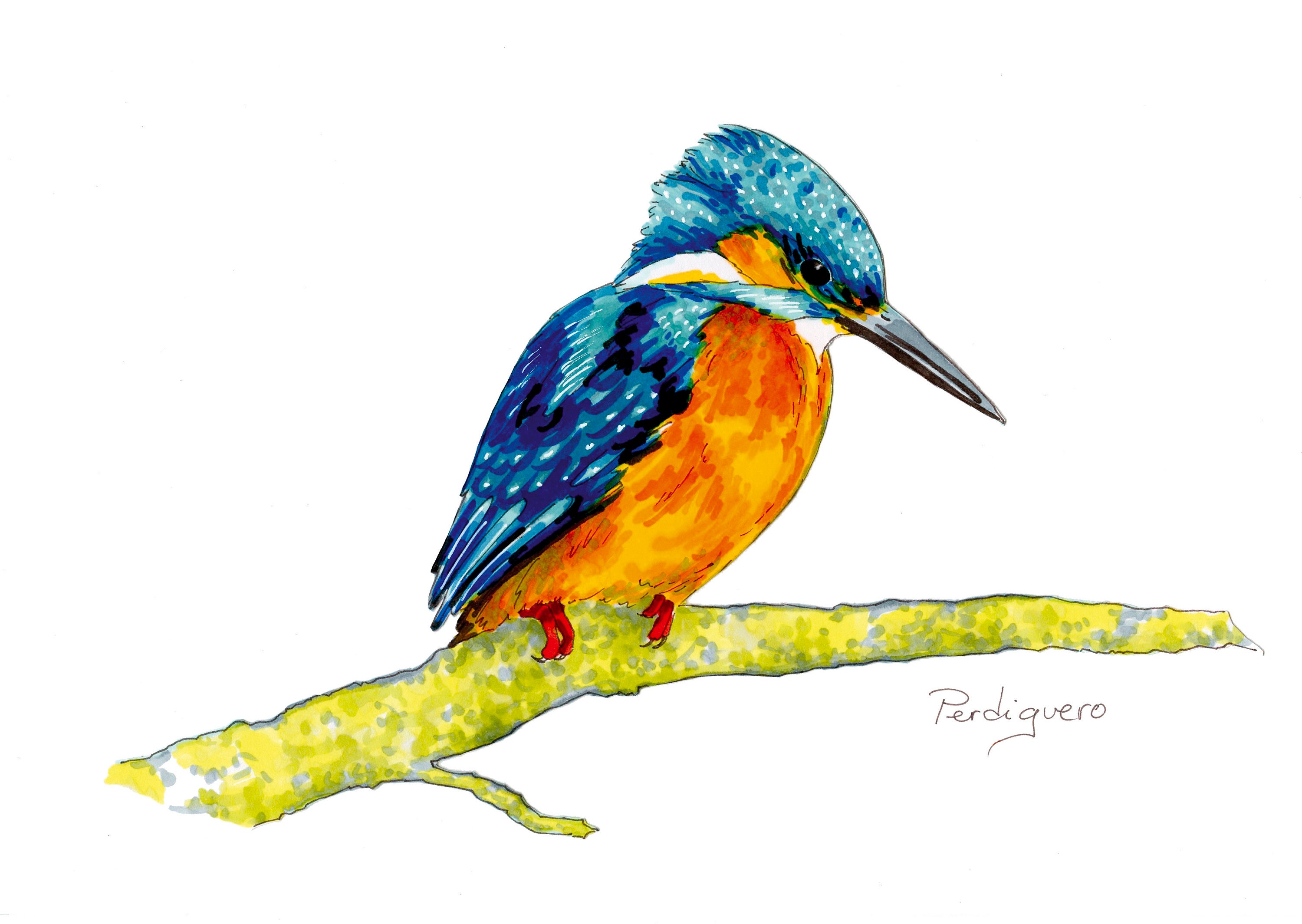 Limited PRINT Edition. Kingfisher, Print of Original Illustration ...