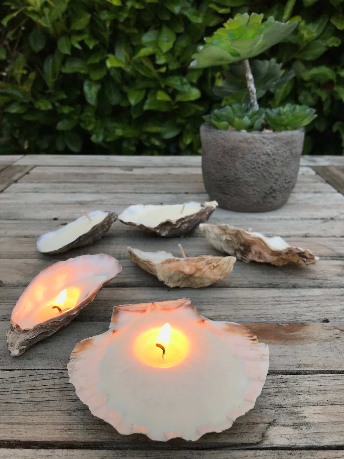 Oyster Shell Candles From Whitstable Beach Scented With - Etsy UK
