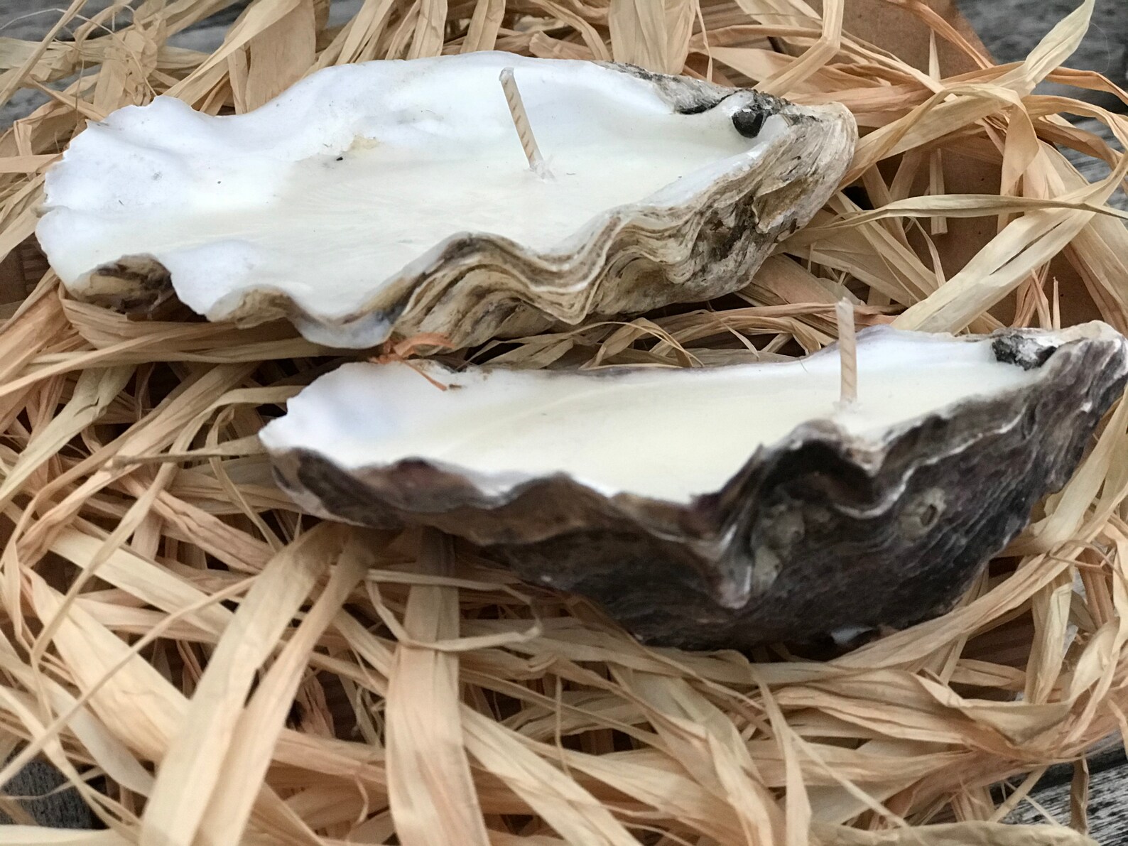 Oyster Shell Candles From Whitstable Beach Scented With - Etsy UK