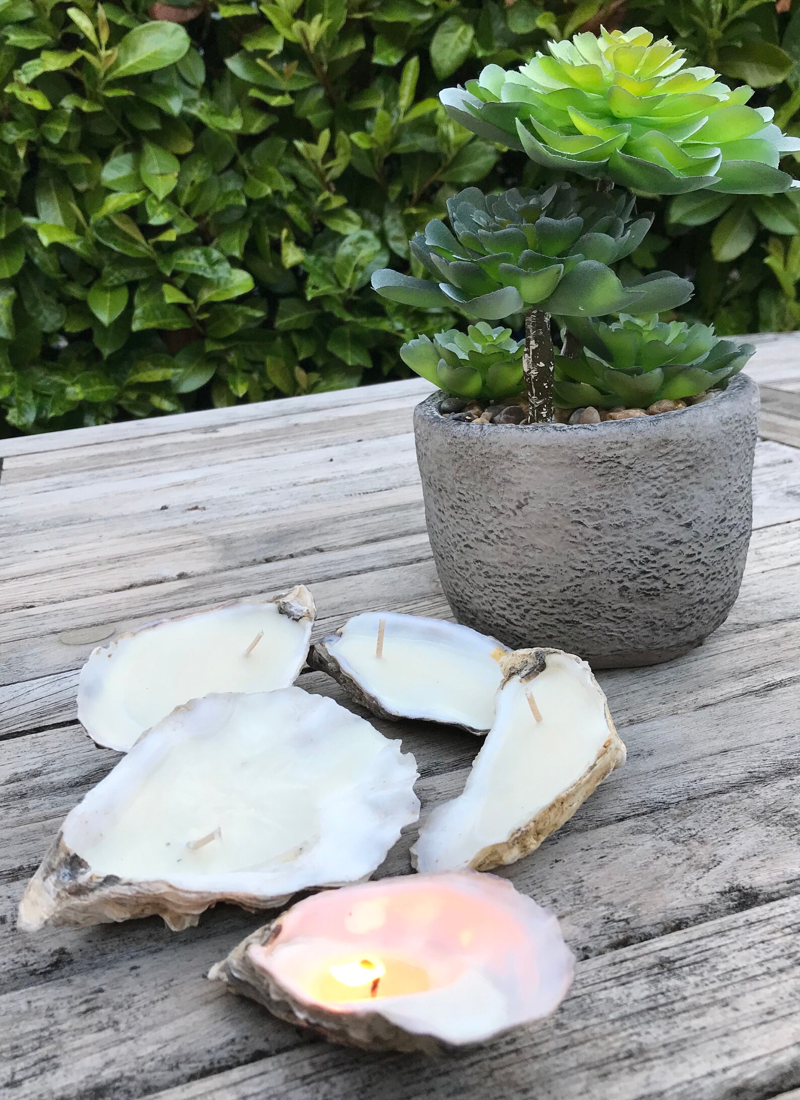 Oyster Shell Candles From Whitstable Beach Scented With - Etsy UK