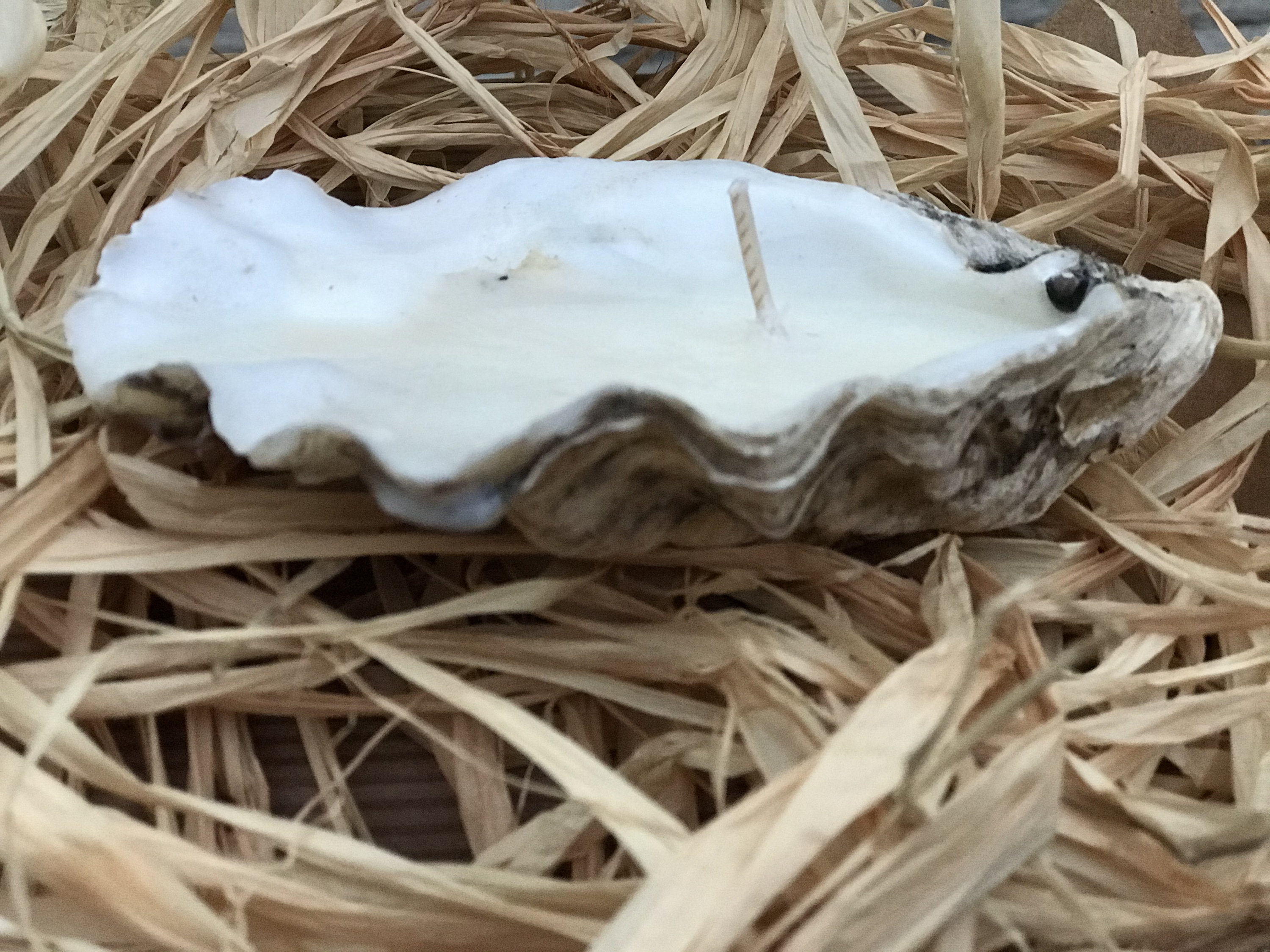 Oyster Shell Candles From Whitstable Beach Scented With - Etsy UK