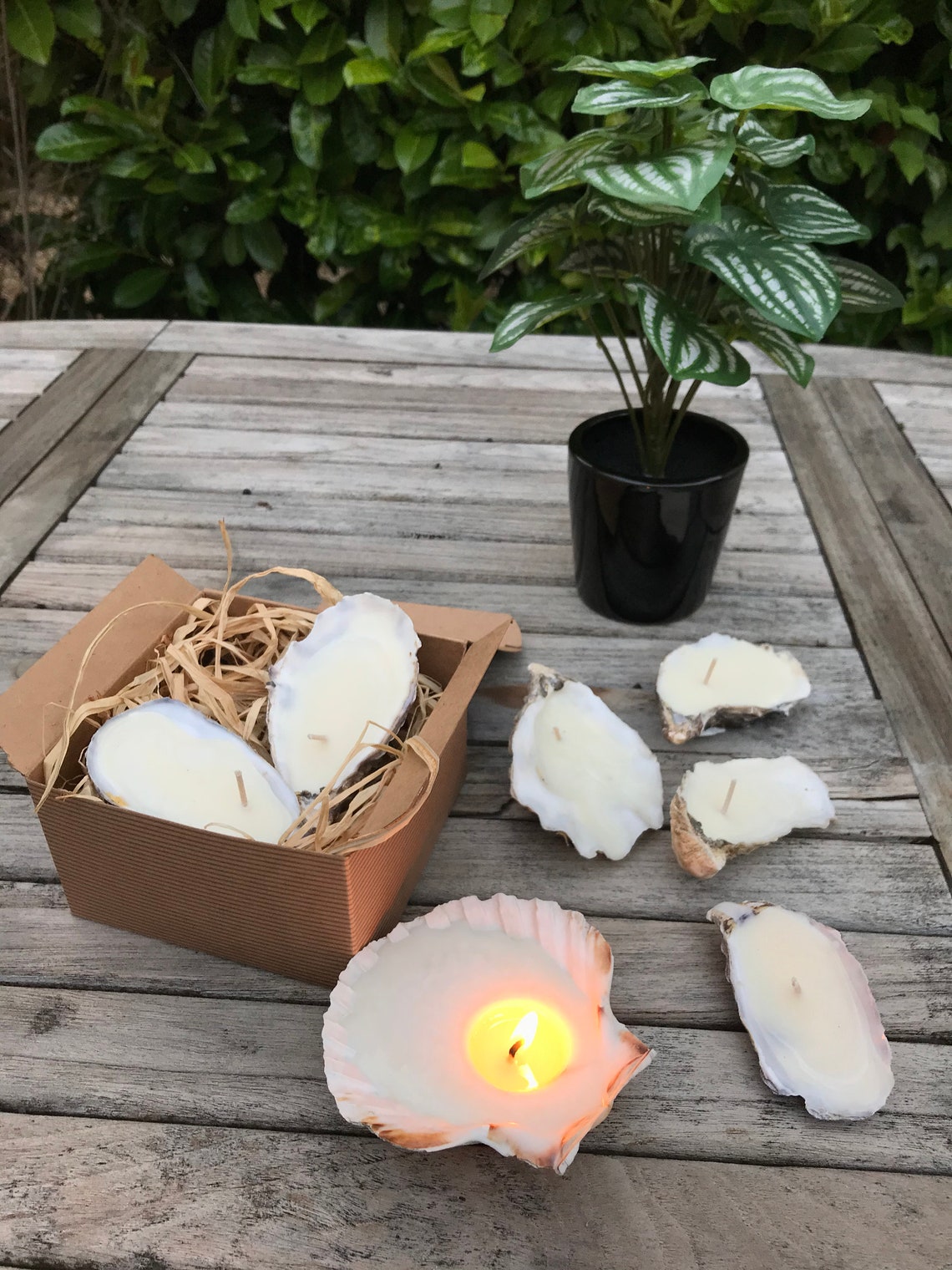 Oyster Shell Candles From Whitstable Beach Scented With - Etsy UK