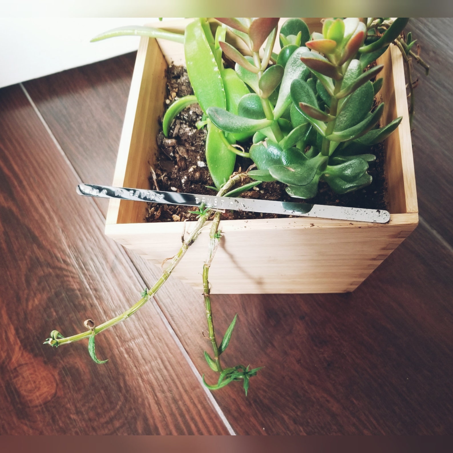 Personalized Planter Stick Vegetable Garden Marker Custom | Etsy