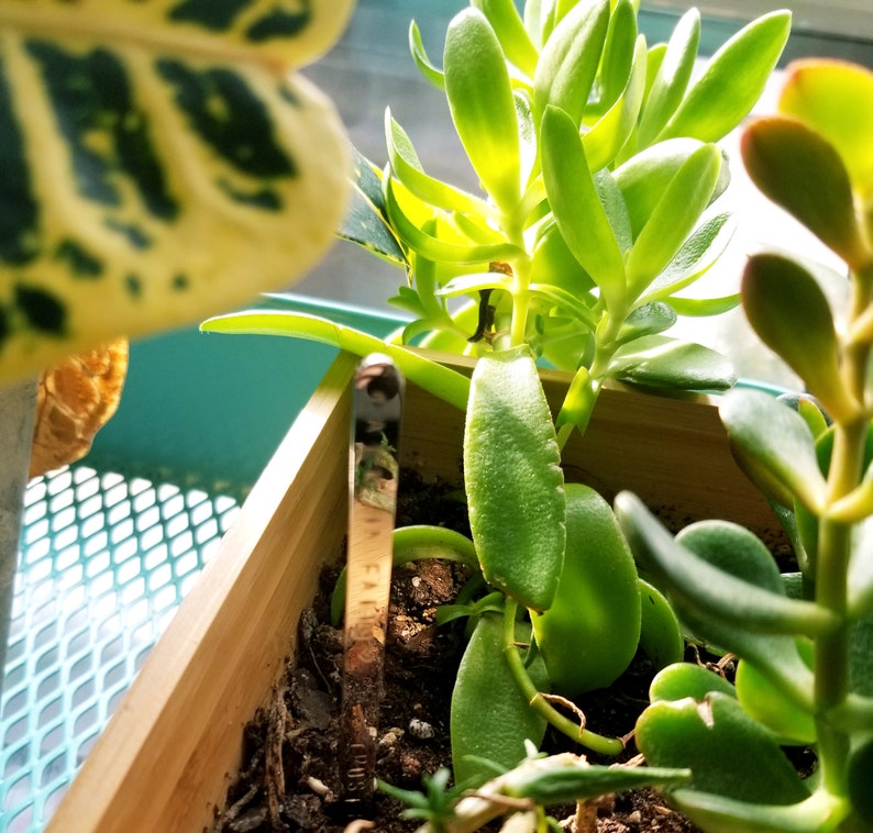 Personalized Planter Stick Vegetable Garden Marker Custom - Etsy