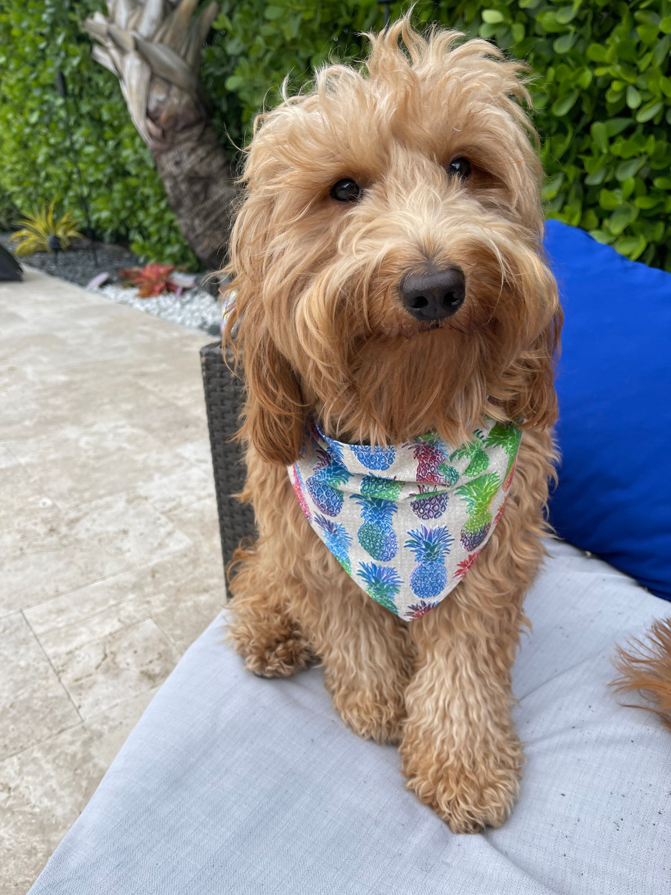 Watermelon Dog Bandana Pineapple dog bandana personalized | Etsy