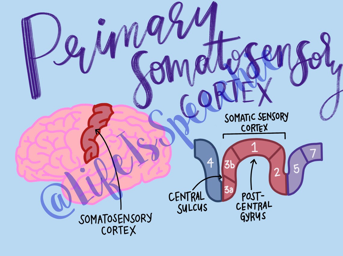 Primary Somatosensory Cortex Diagram - Etsy