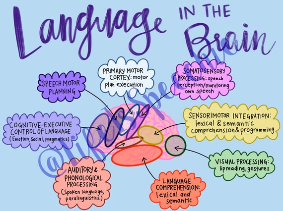 Language Areas in the Brain Diagram | Etsy