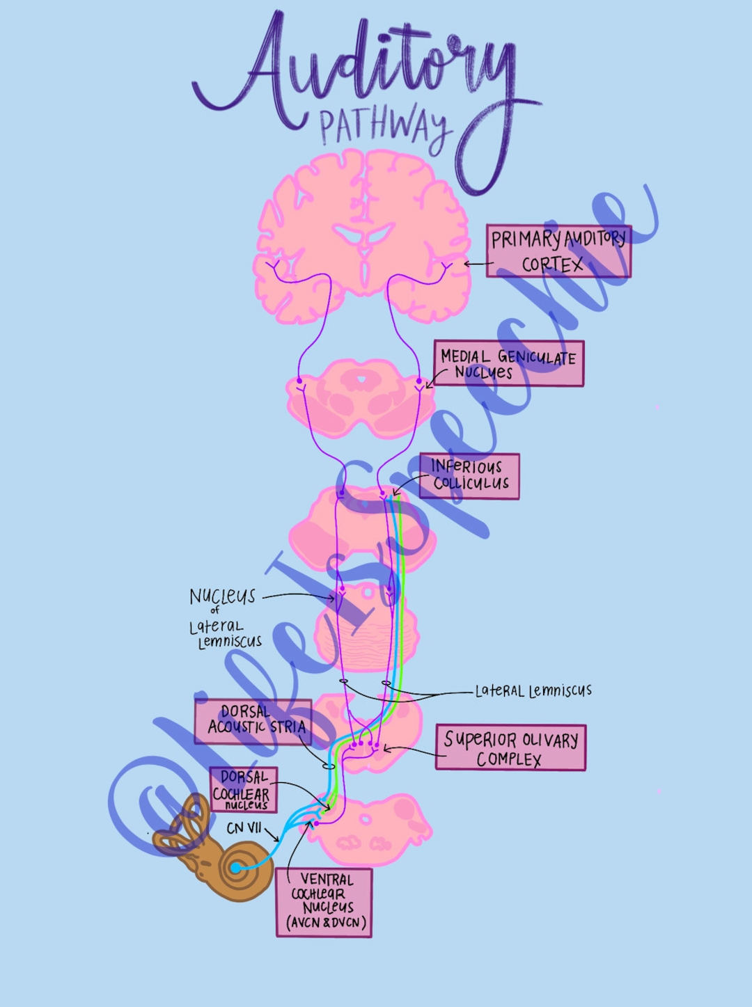 Auditory Pathway Diagram - Etsy