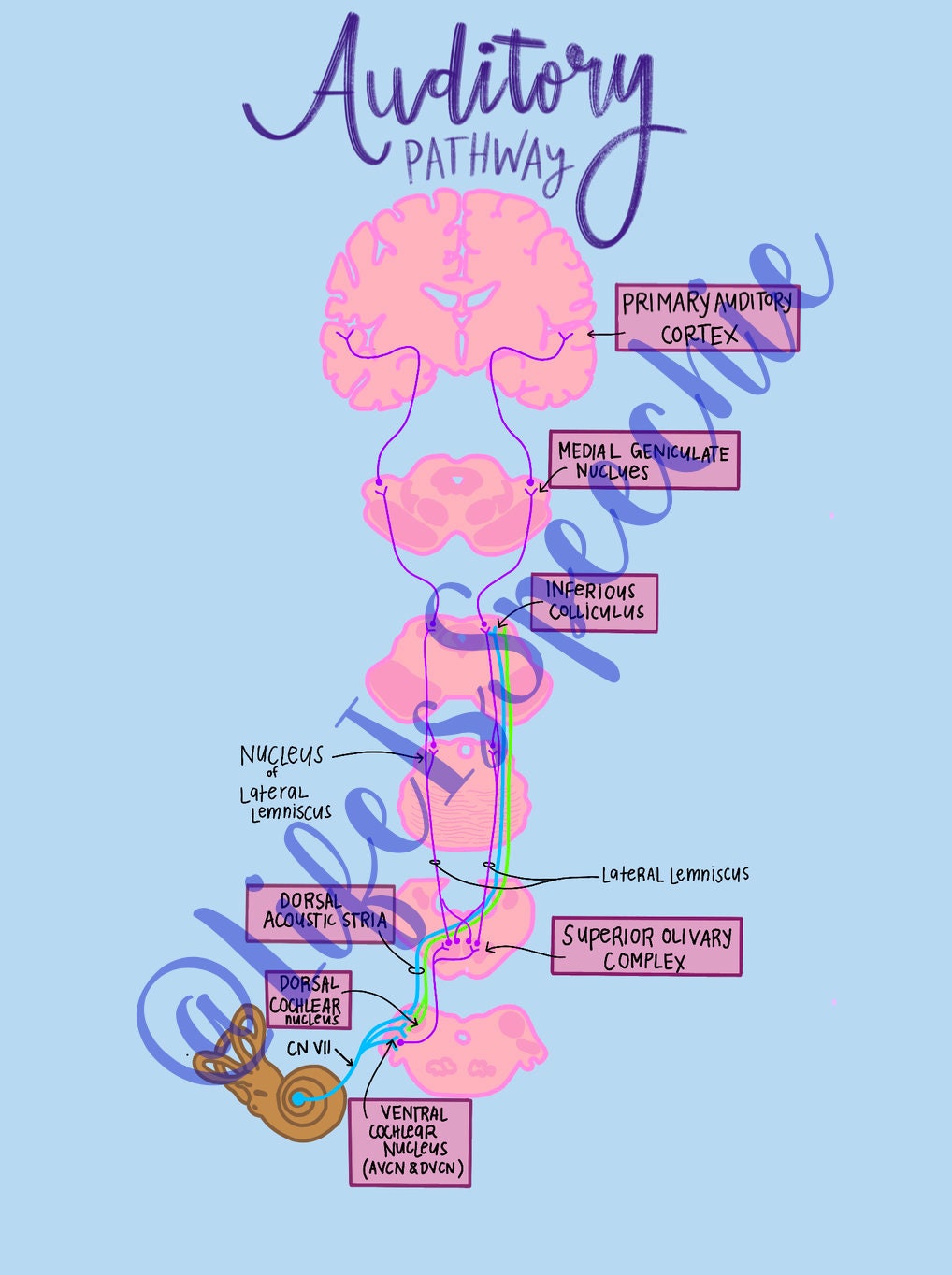 Auditory Pathway Flowchart