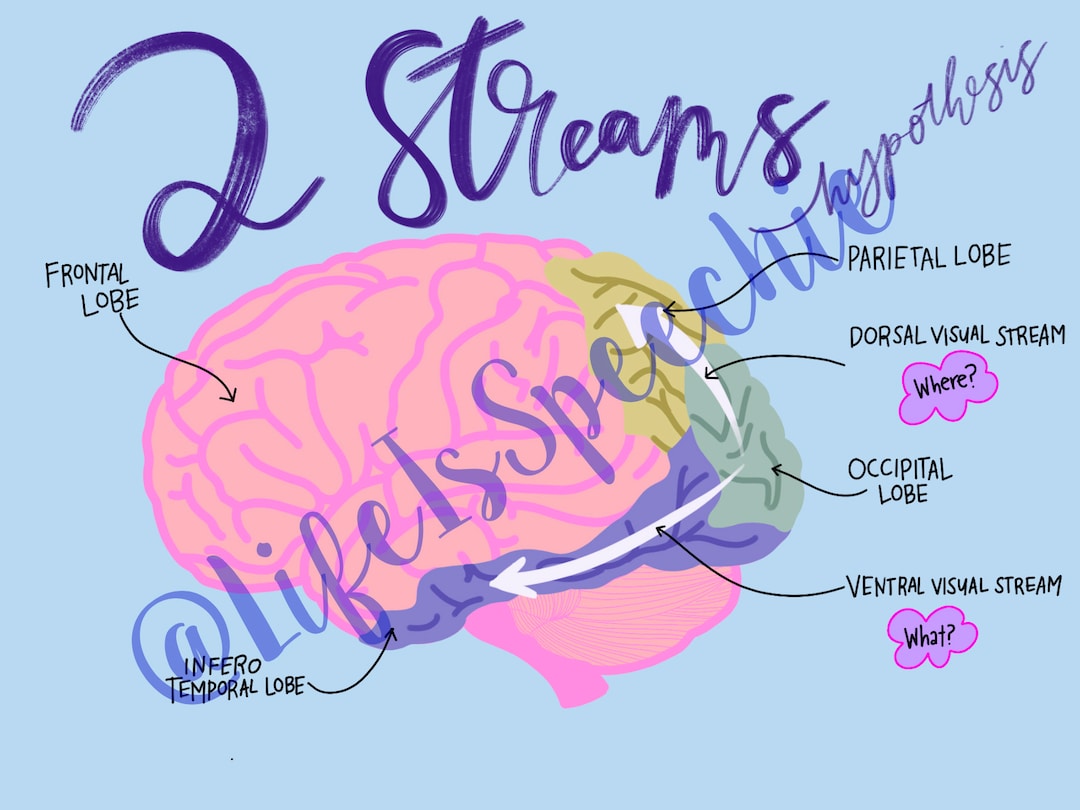 2 Streams Hypothesis Diagram - Etsy