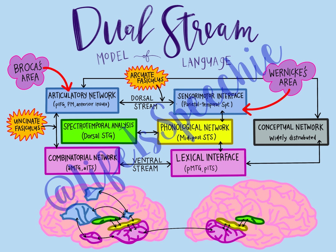 Dual Stream Model Diagram - Etsy