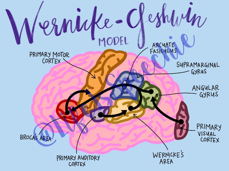 Wernicke Geschwind Model Diagram - Etsy