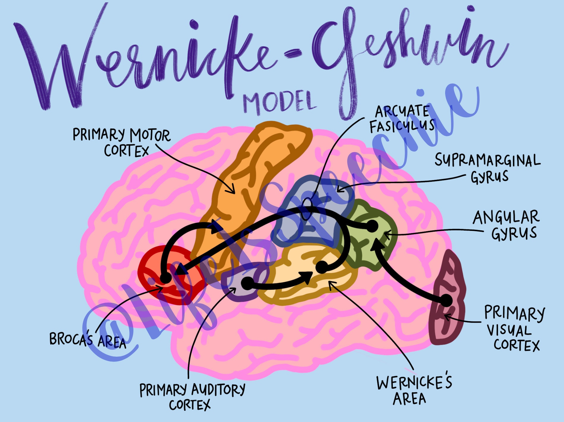 Wernicke Geschwind Model Diagram - Etsy