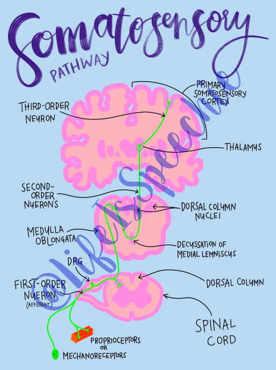 Somatosensory Pathway Diagram - Etsy