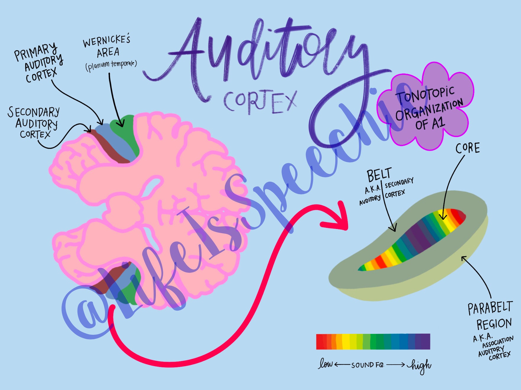Auditory Pathway Flowchart