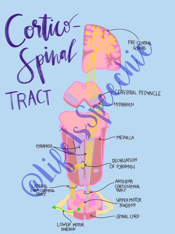 Cortico-spinal Tract Diagram | Etsy