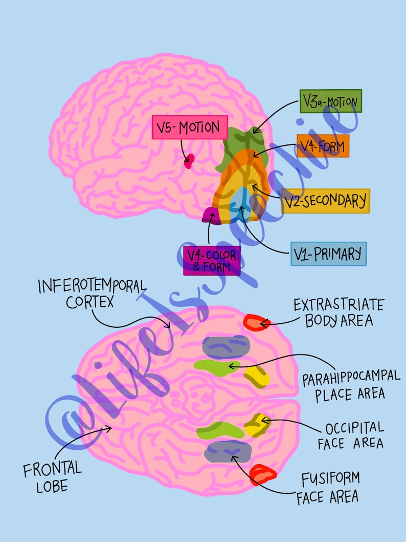 Visual Areas Diagram - Etsy