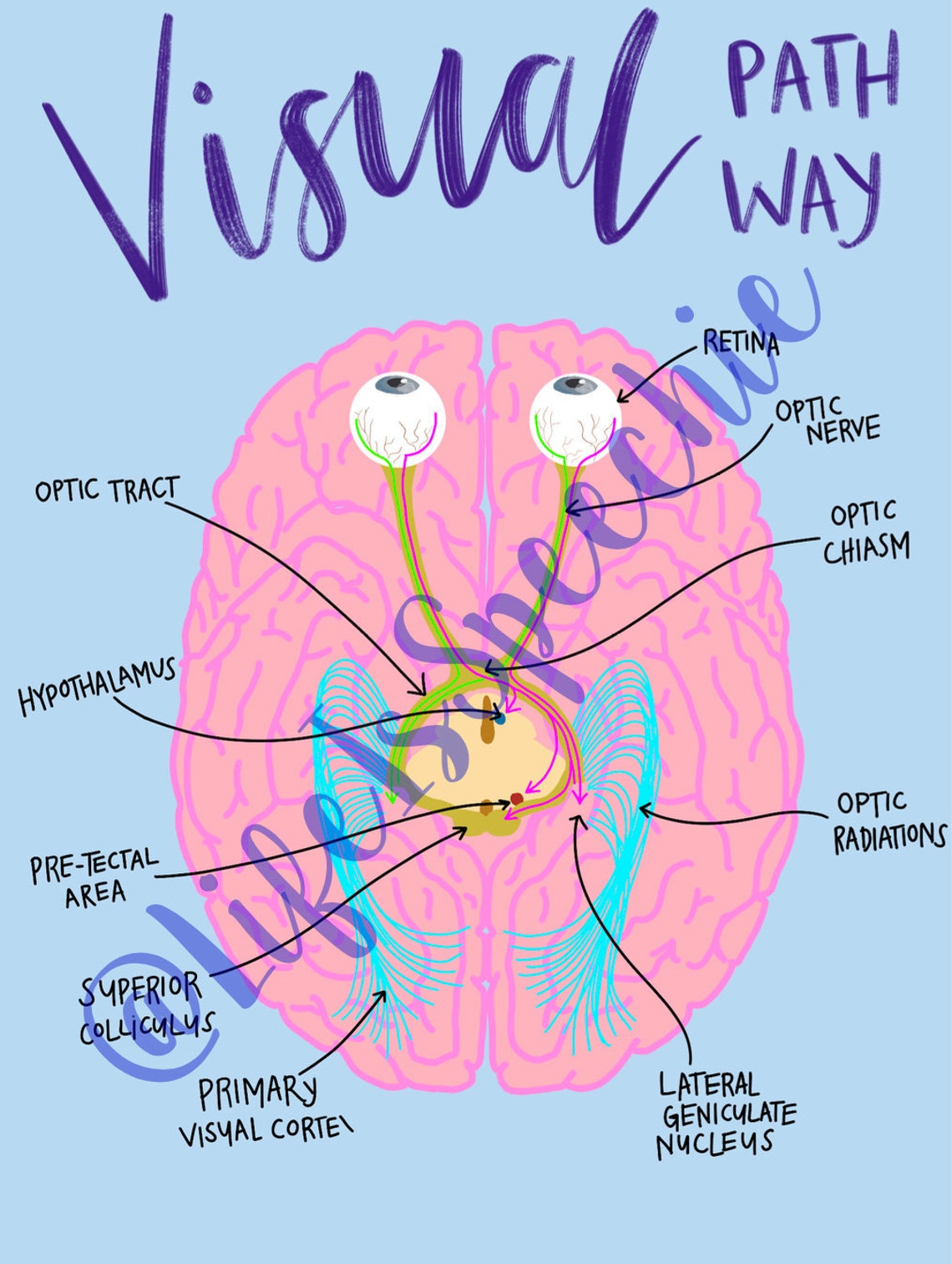 Visual Pathway Diagram - Etsy