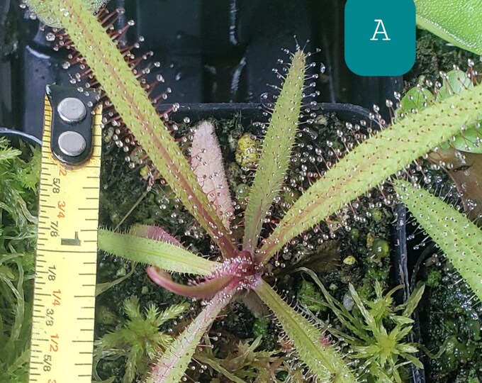 Drosera Species; Choose Your Own Tropical Sundew; Carnivorous Plants - Etsy