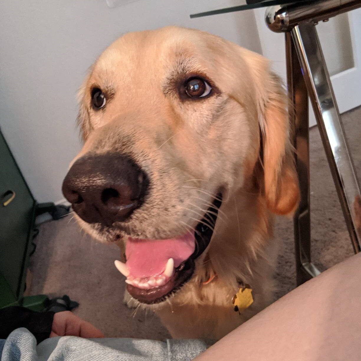 Goofy Golden Retriever Watercolor Print Golden Labrador Art - Etsy