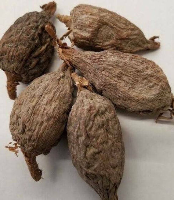 Alligator Pepper /alligator Pepper 10pc Bag. - Etsy