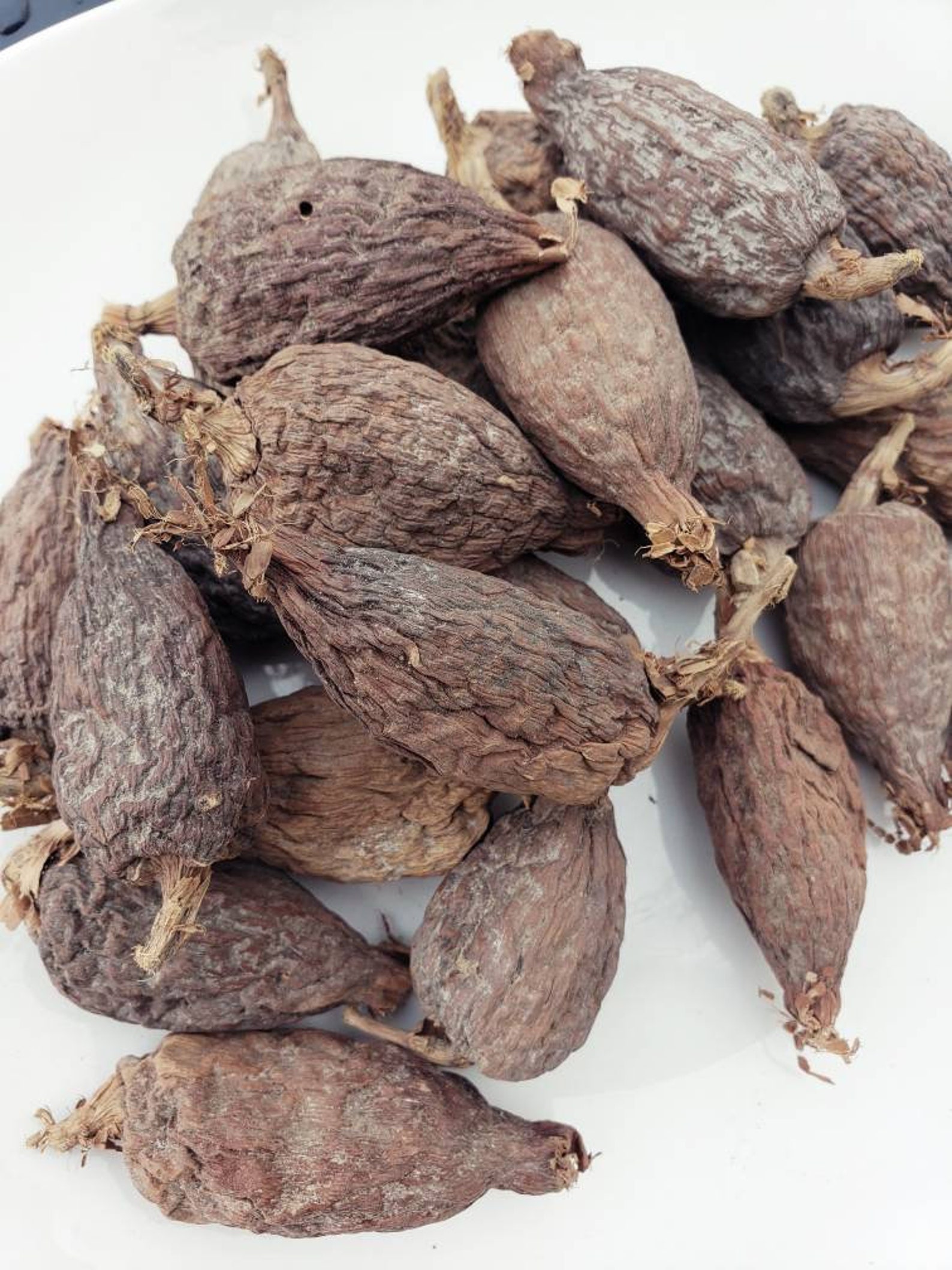 Aselife Energy™ Alligator Pepper Pods /20 Counts - Etsy