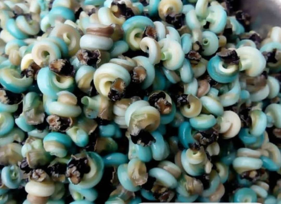 8oz Fresh EDIBLE Cone-shaped Sea Snails PERIWINKLE, Sweet and Briny ...