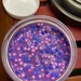 Very Berry Crunchy Slime - Etsy