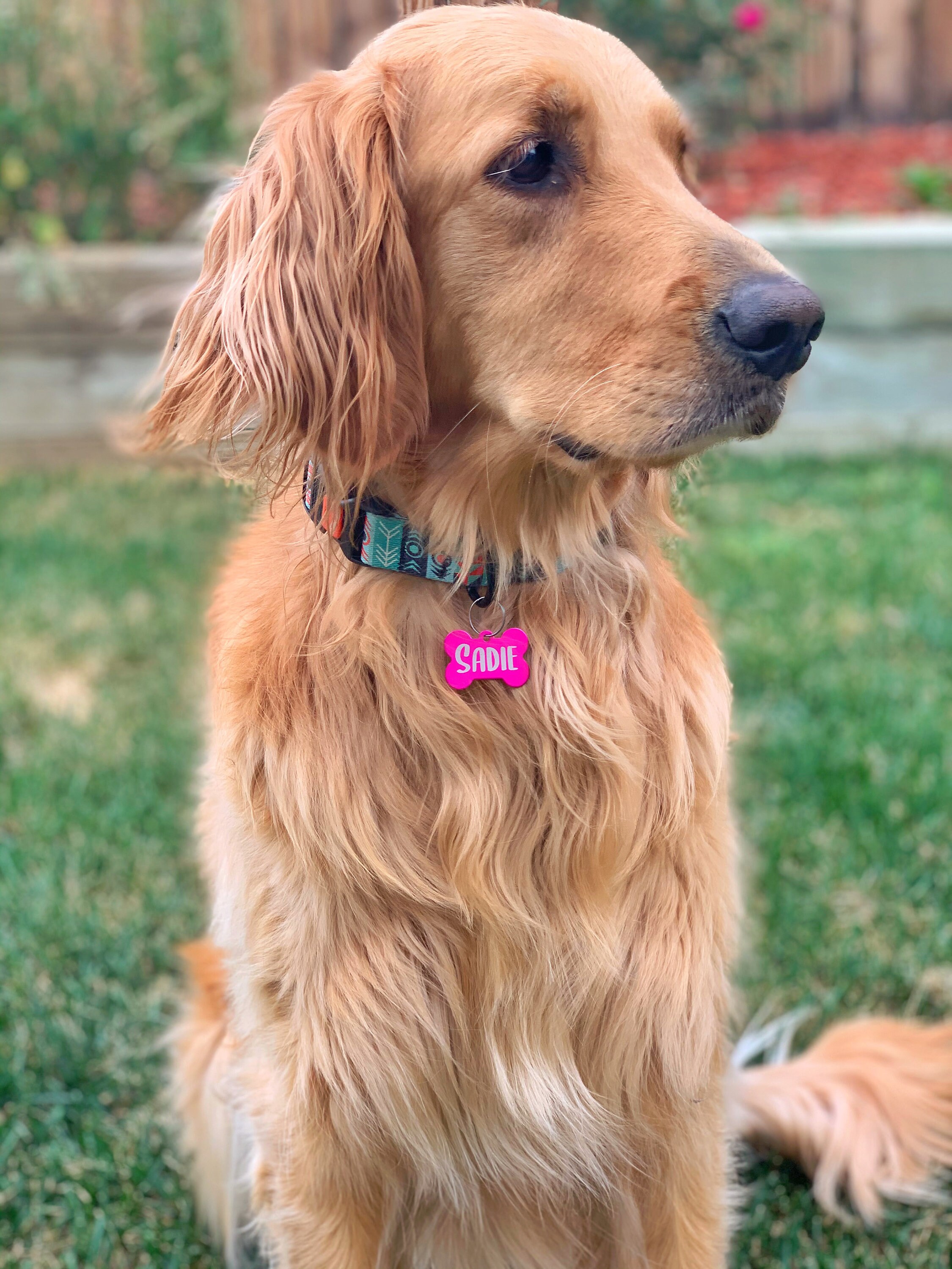 Can You Look Up Dog Tag Numbers