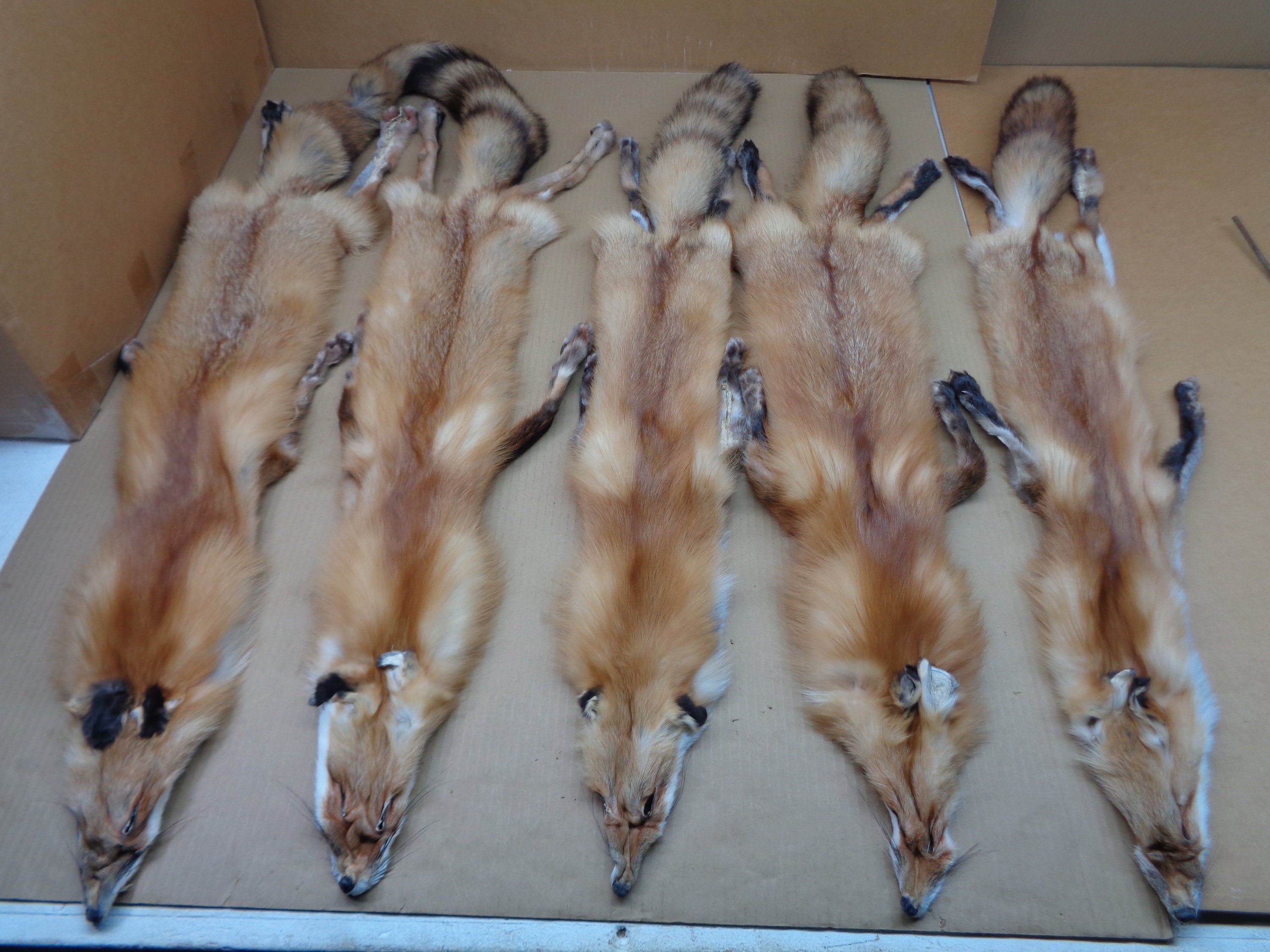 Red Fox Hide With 4 Feet Professionally Tanned/semi Heavy - Etsy